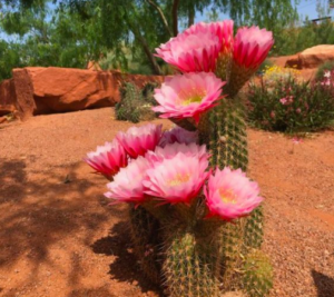 7 Best Places to See Spring Flowers in Utah - The Minivan Bucket List