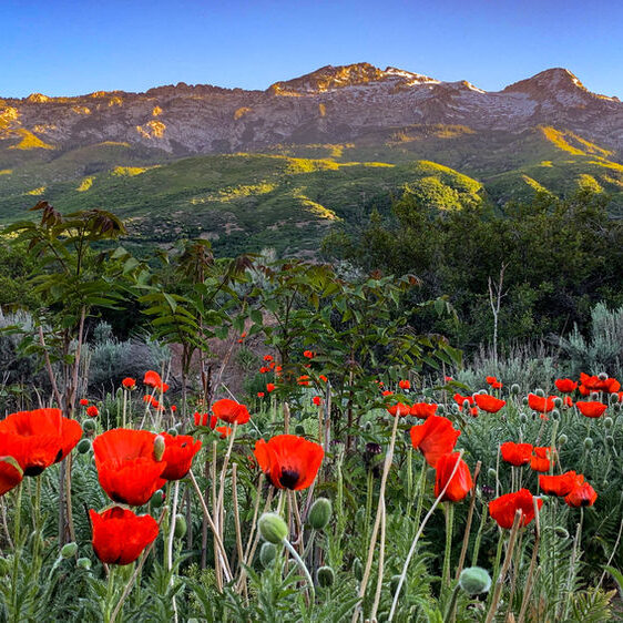 5 Things to Do in Utah County to Beat the Heat - The Minivan Bucket List