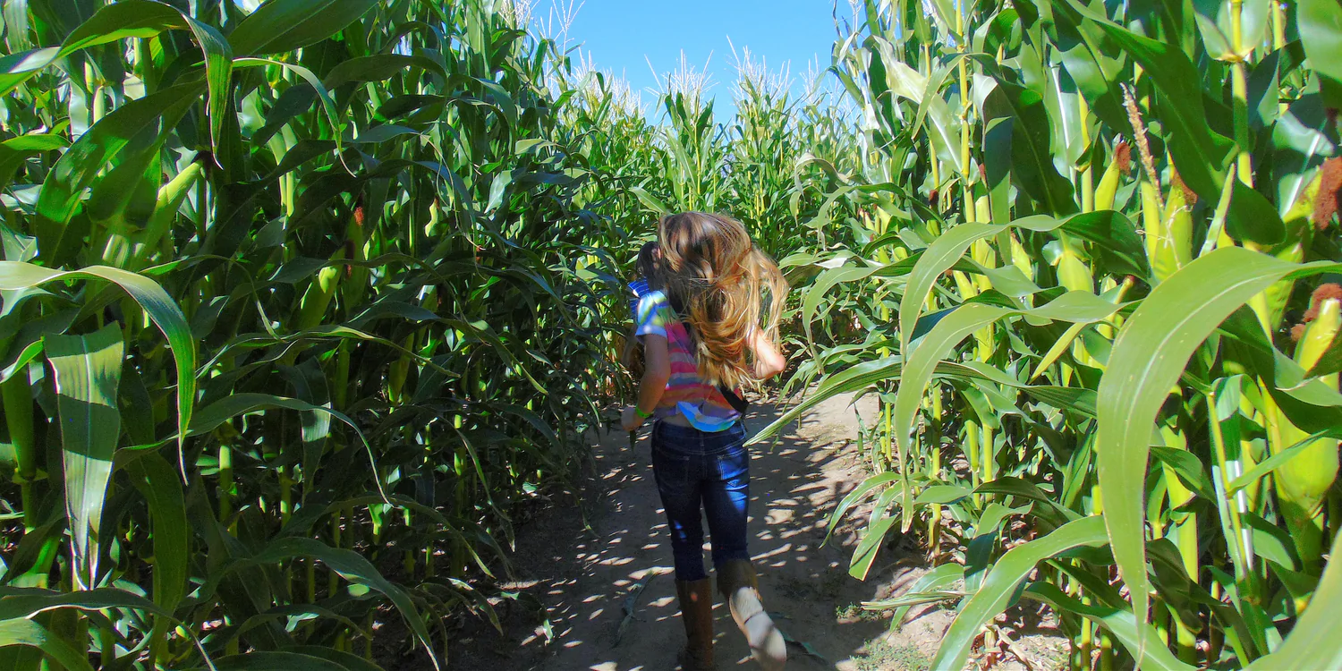 These 10 Best Corn Mazes in Utah Are Simply A-maize-ing - The Minivan ...