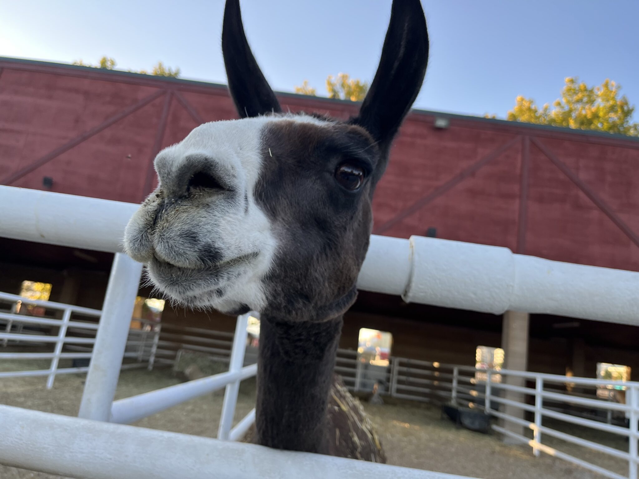 A Local's Guide to 19 Fun-Filled Things to Do in Lehi - The Minivan ...